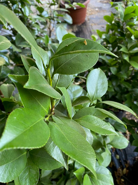 Camelia en bola altura de 100 centímetros aprox., en bolsa – Jardin de Eva