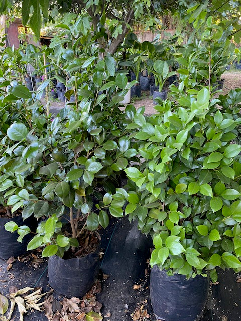 Camelia en bola altura de 100 centímetros aprox., en bolsa – Jardin de Eva